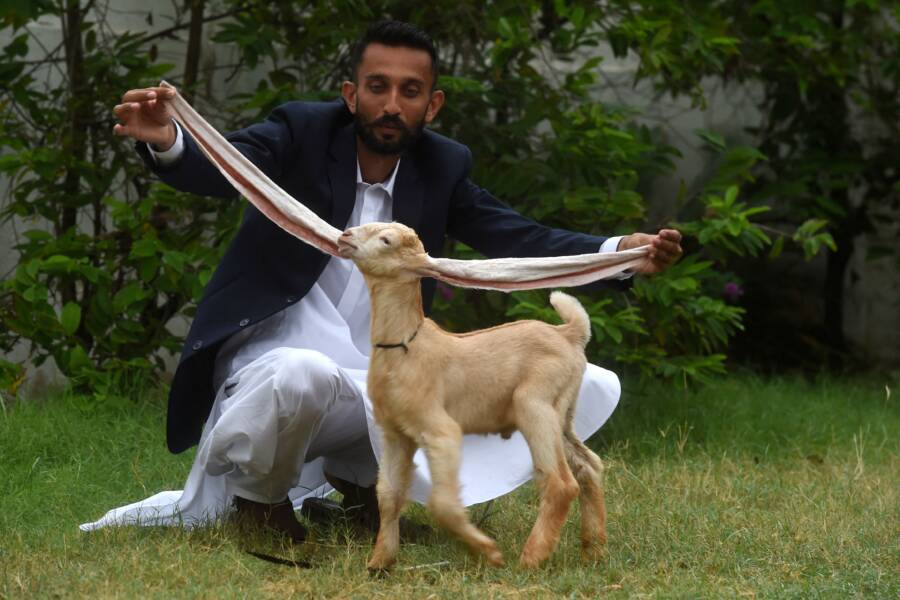 Meet Simba, The Pakistani Goat With Ears So Long He Might Set A World ...